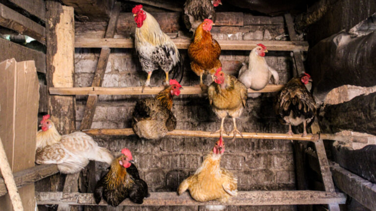 Chicken Laws By State: Can You Raise Chickens In Your Area ...