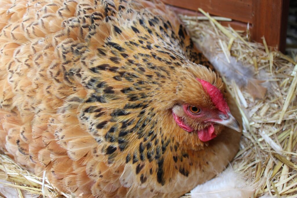 Chicken Laws By State: Can You Raise Chickens In Your Area ...