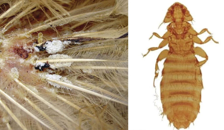 Mites And Lice On Chickens: A Complete Guide To Identification ...