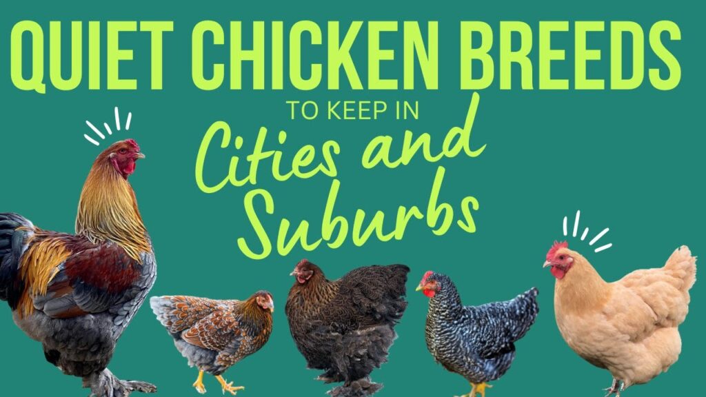 Everything About Brahma Chicken: The Complete Guide To The Gentle ...