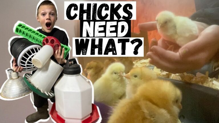 Bringing Chicks Home: The Ultimate Guide & Checklist (15 Must-Have ...