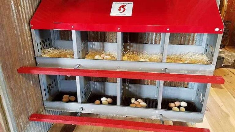 The Ultimate Guide To Chicken Nesting Boxes: Size, Materials, And ...