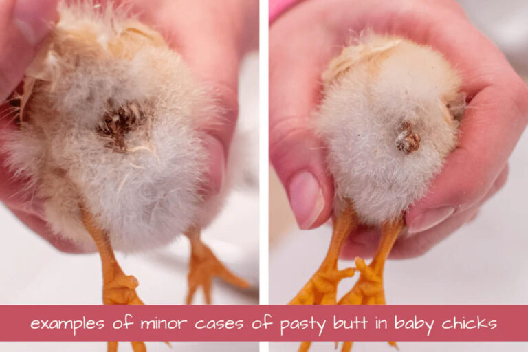 Pasty Butt In Chicks? An Easy 7-Step Guide To Fix It Fast