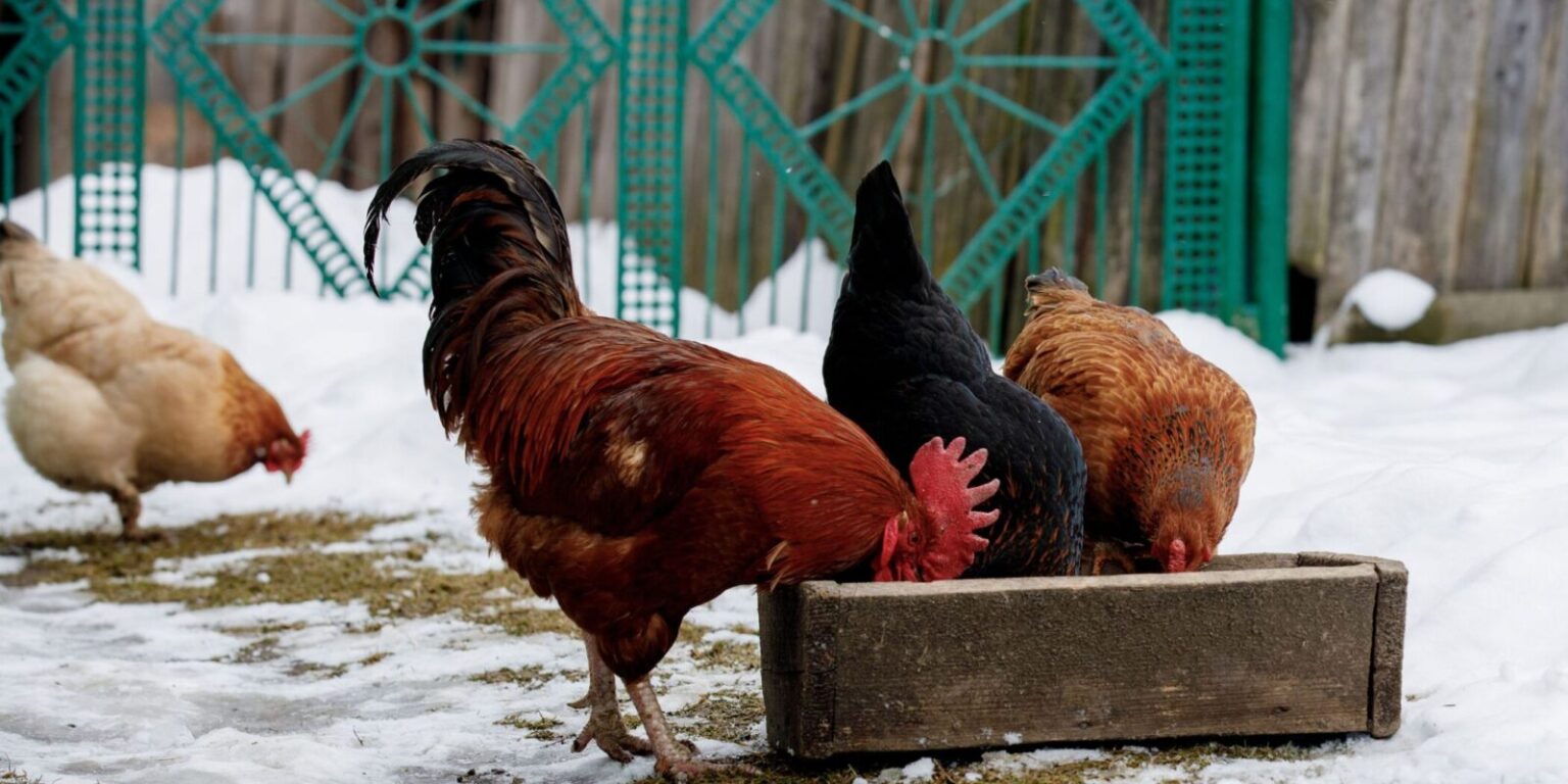10+ Easiest Chicken Breeds For First-Time Owners (2026)