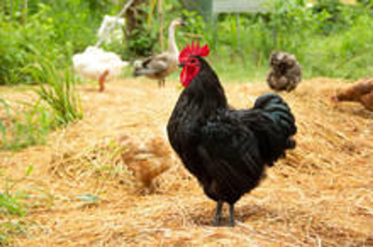 Chicken Laws By State: Can You Raise Chickens In Your Area ...
