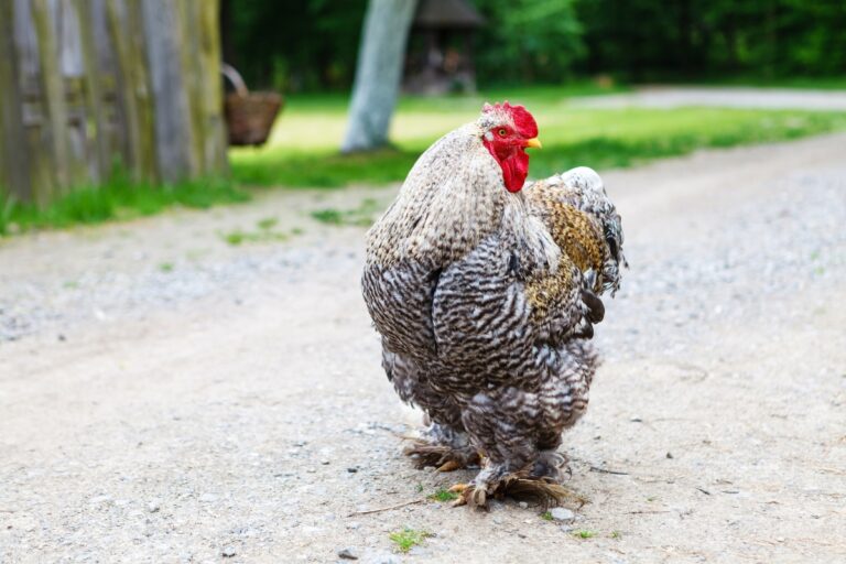 How To Break A Broody Hen: 3 Humane & Effective Methods