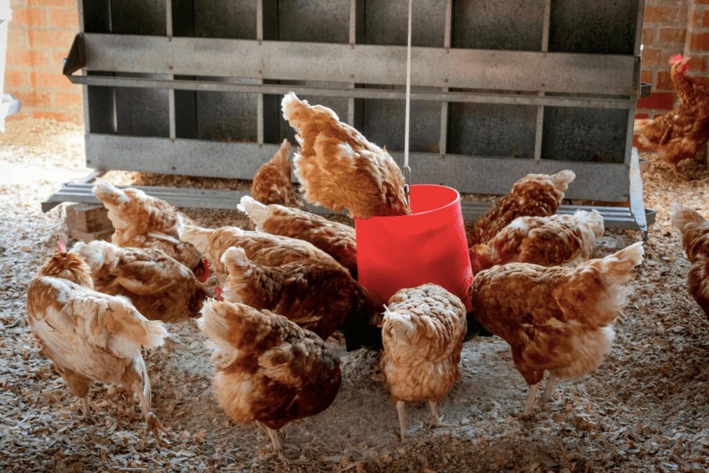 How Often To Feed Broilers Vs. Layers Daily (+ 5 Mistakes To Avoid)