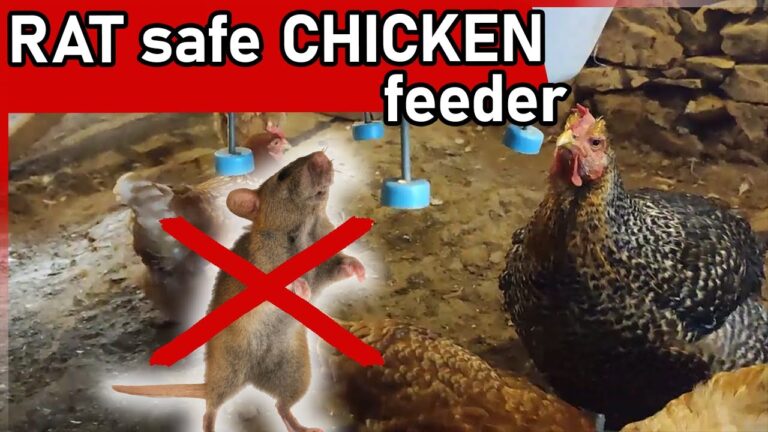 How Big Should A Chicken Coop Be? (Chart + Expert Tips)