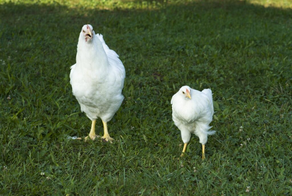 How To Break A Broody Hen: 3 Humane & Effective Methods