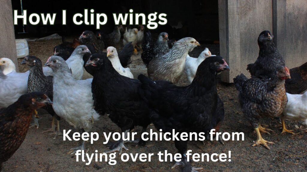 How To Stop Chickens From Flying Over The Fence (Humane Fixes, Wing ...