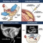 Egg Yolk Peritonitis Treatment: 7 Proven Symptoms To Catch Early