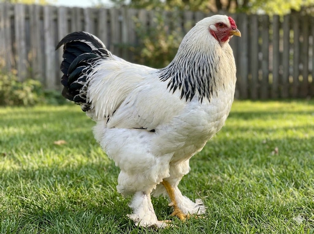 Brahma Chicken Rooster: Size, Temperament & How To Identify Males