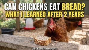 Can Chickens Eat Bread? What I Learned Feeding My Flock