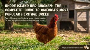Rhode Island Red Chicken: The Complete Guide To America's Most Popular ...